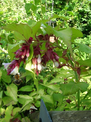 XL Unusual Tall Shrub LEYCESTERIA FORMOSA or Pheasant Berry | The Tree ...