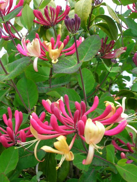 Honeysuckle Lonicera "GOLDFLAME" Hardy Scented Climber, 4-5ft | The ...