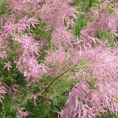 TAMARISK Tetandra, Tamarix Shrub or Tree, 24-30ins | The Tree Garden Kent