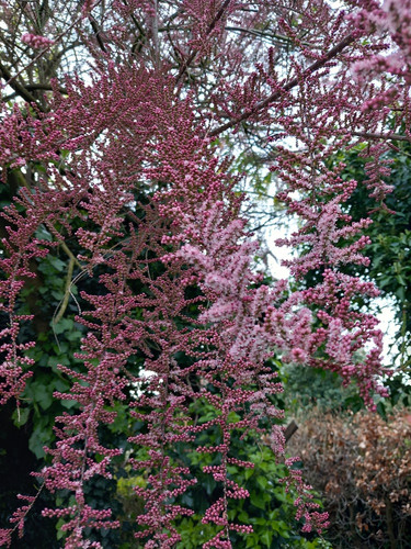 TAMARISK Tetandra, Tamarix Shrub or Tree, 24-30ins | The Tree Garden Kent