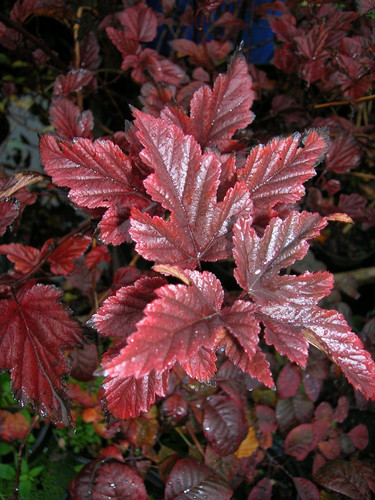 XL PHYSOCARPUS "Red Baron" Upright Tall Shrub, 3litre pot | The Tree ...