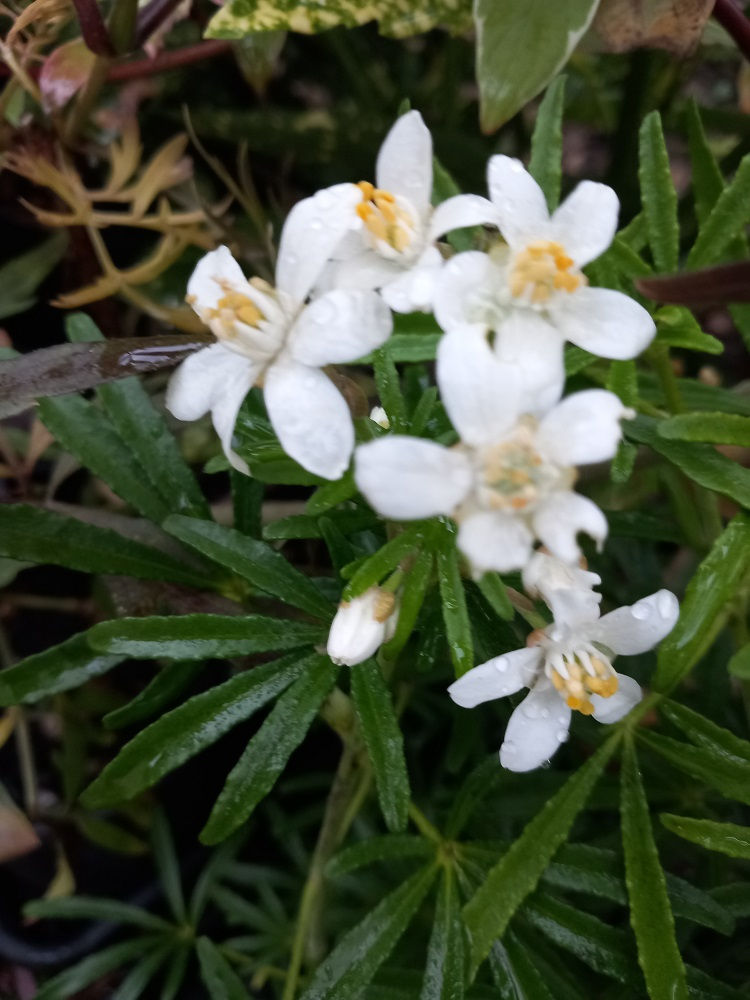 Lg CHOISYA WHITE DAZZLER Evergreen Scented Shrub | The Tree Garden Kent