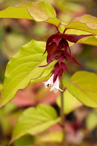 XLg GOLDEN LEYCESTERIA Pheasant Berry Upright Flowering Shrub | The ...