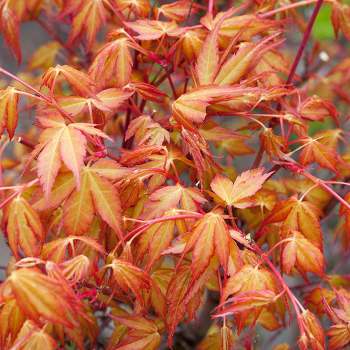 Glorious Japanese Acer KATSURA Maple 1-1.2M | The Tree Garden Kent