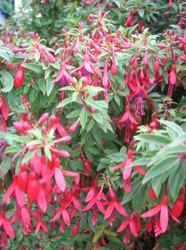 Lg Hardy FUCHSIA "Magellanica" Shrub or "Hedging Fuchsia, 5litre pot ...