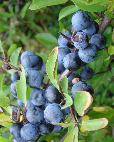 Blackthorn SLOE Shrub or Hedging. Fruit | The Tree Garden Kent