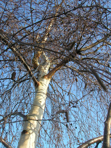 Young Weeping Silver Birch Tree 5-6ft, Betula Pendula Youngii | The ...