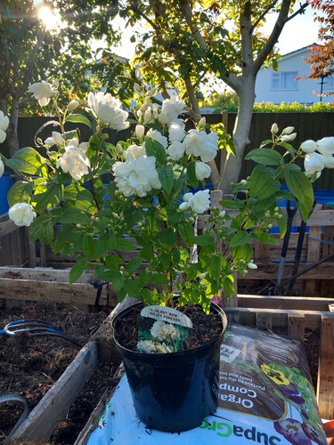 XL Dwarf Philadelphus Snowbelle Mock Orange scented shrub, 5L pot | The ...