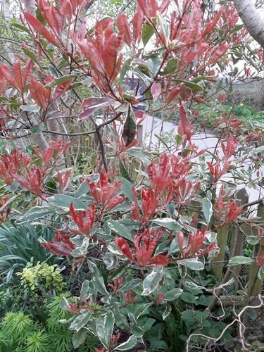 XL PHOTINIA Fraseri PINK MARBLE Evergreen Shrub or Hedge Plant | The ...