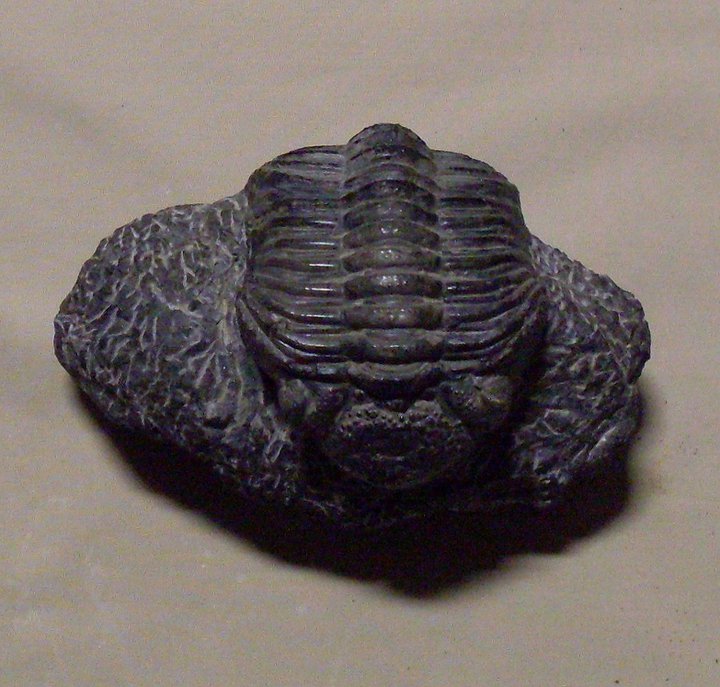 The Museum | monatsci