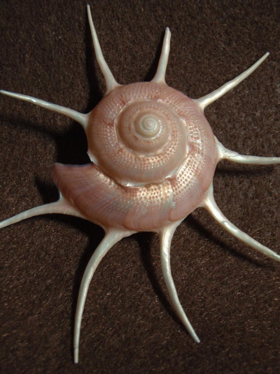 The Museum | monatsci