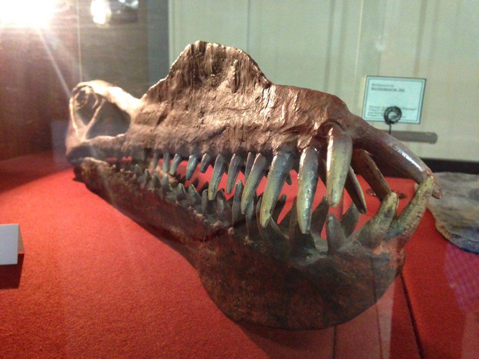 The Museum | monatsci