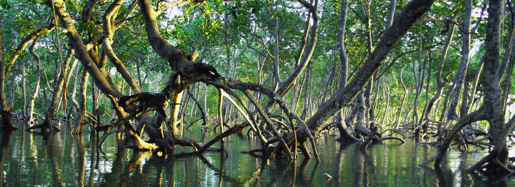 Climate Change | Everglades Foundation | United States