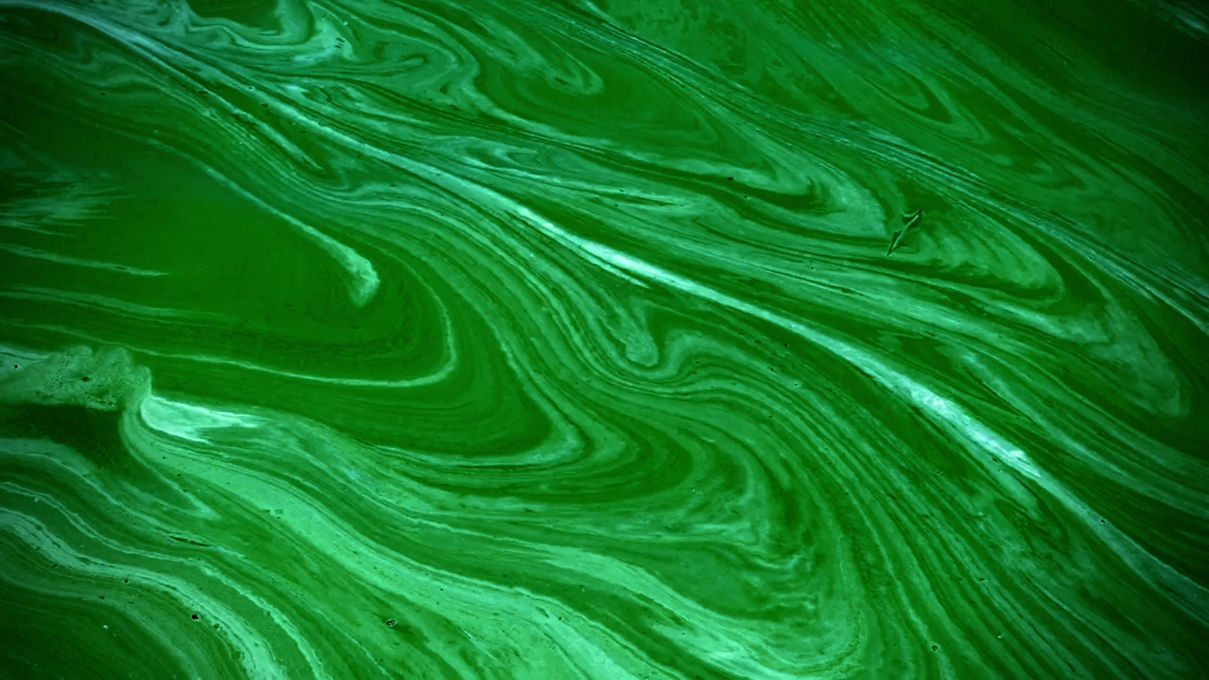 The Everglades Foundation | Everglades Restoration | United States ...