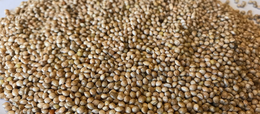 Types of millet and benefits of its consumption