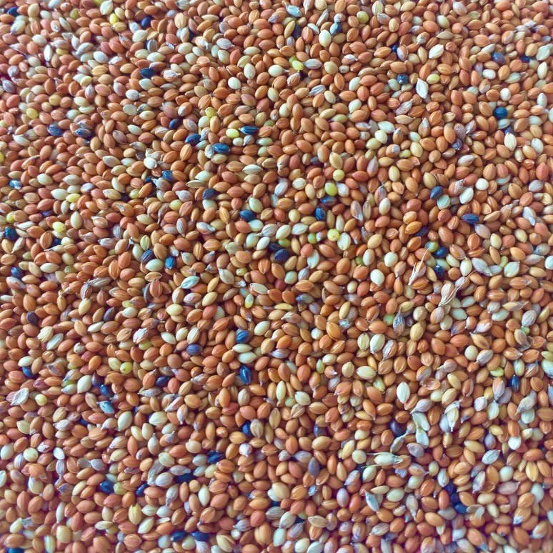 Tricolor Moha | SpringHausagro.com