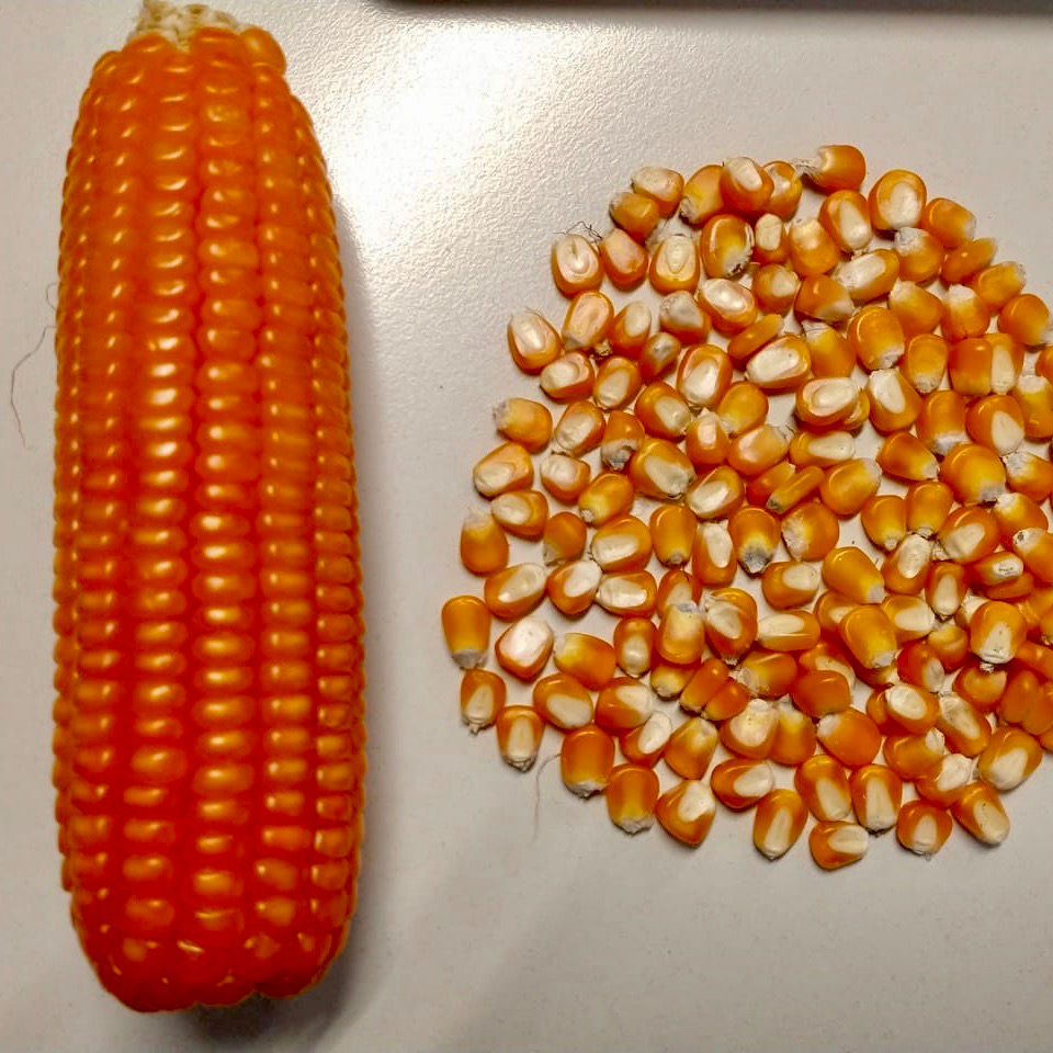 Characteristics and uses of flint corn