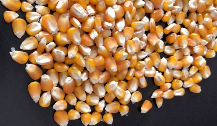 flint corn