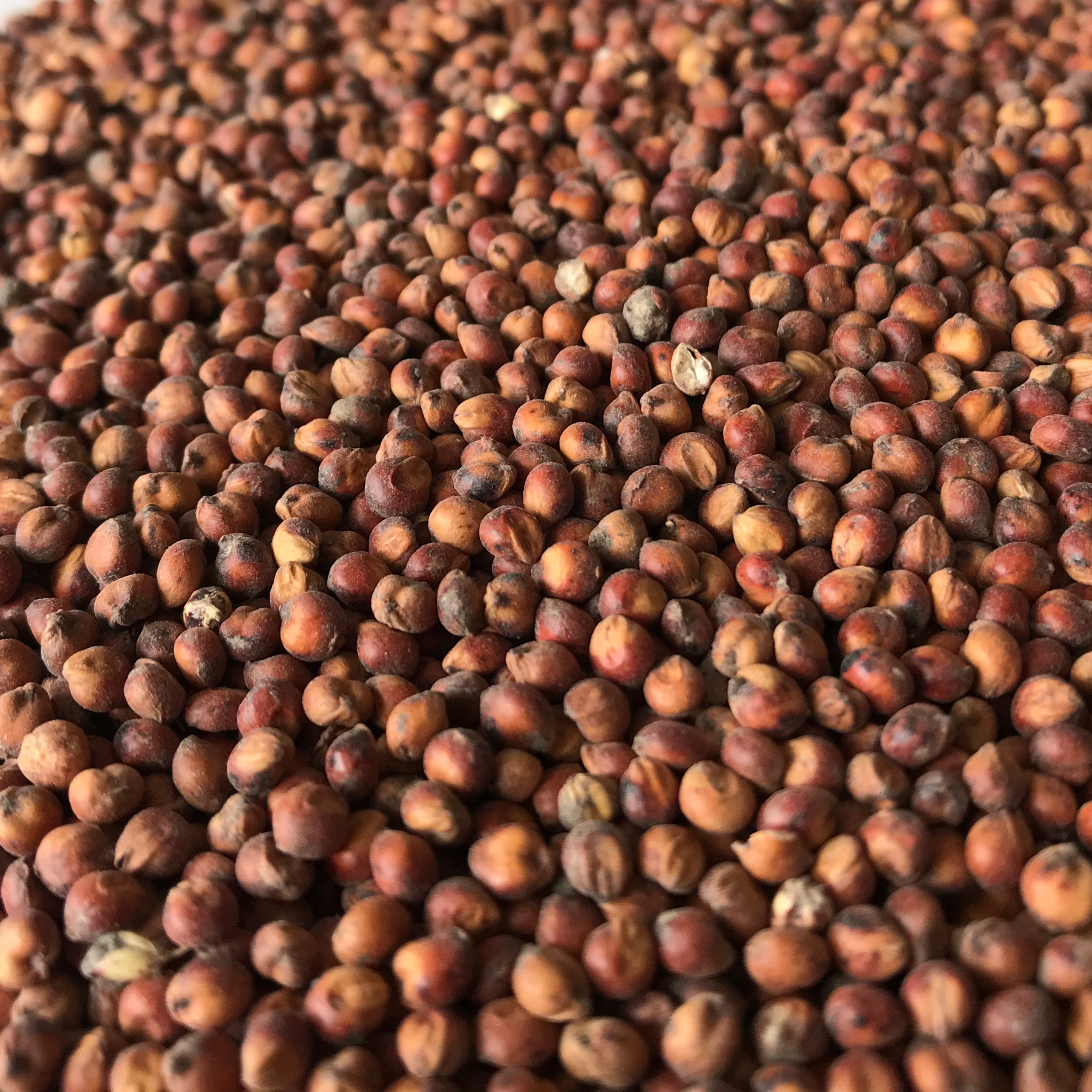 Sorghum | SpringHausagro.com