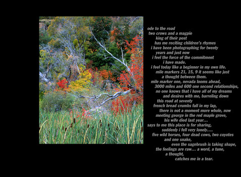 Tree Gallery | Heidi Vetter