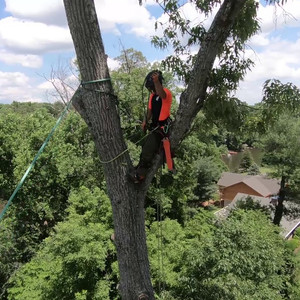 Tree Service | The Woodsman | United States