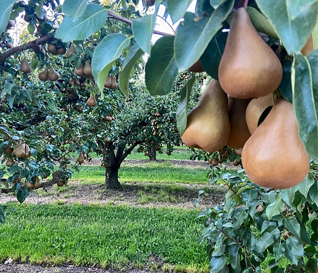 GALLERY | Primafresh