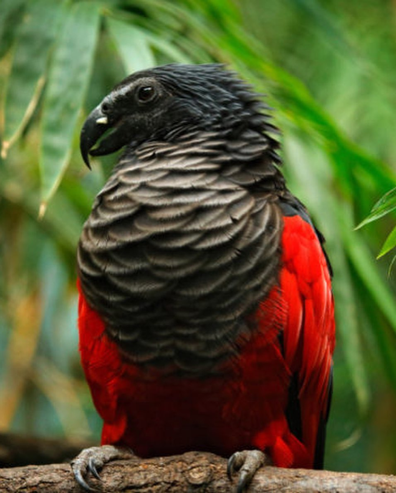 The Dracula Parrot!!!!