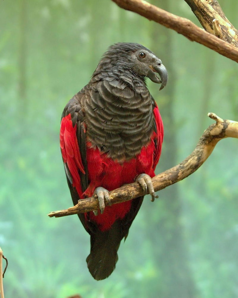 The Dracula Parrot!!!!