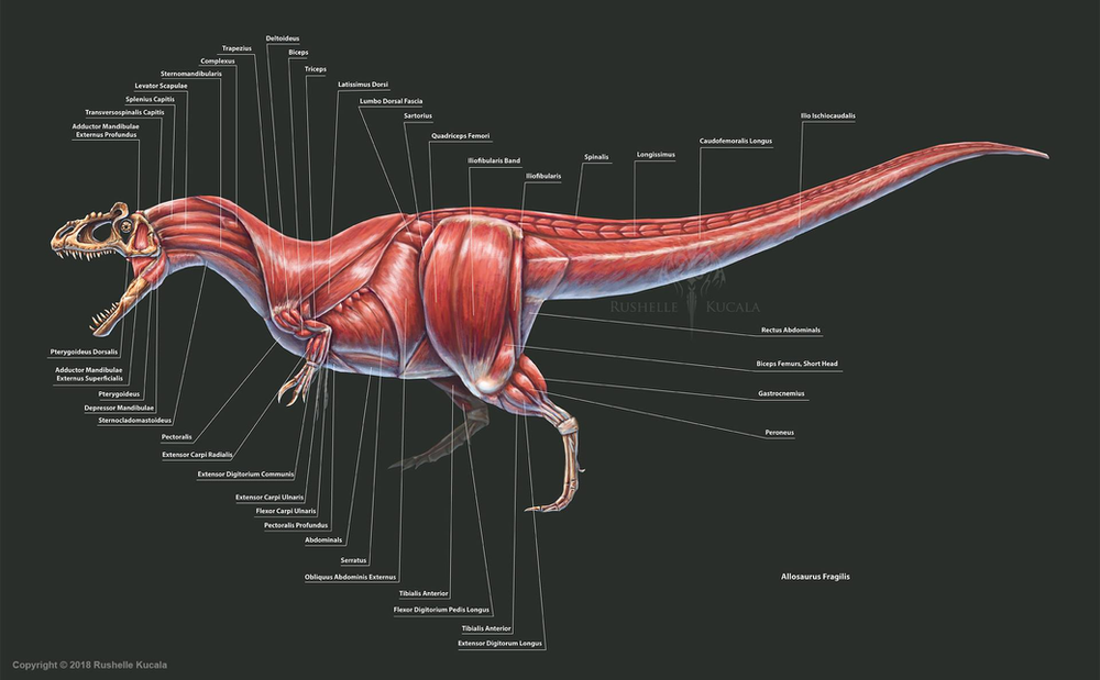 Allosaurus vs. Saurophaganax