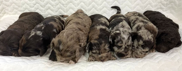 Prize Doodles Labradoodles in North Carolina & Virginia | PUPPIES