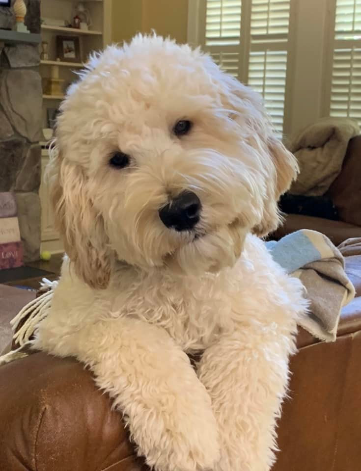 Prize Doodles Labradoodles in North Carolina & Virginia | REFERENCES