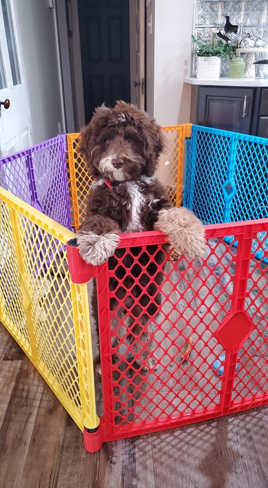 Prize Doodles Labradoodles in North Carolina & Virginia | REFERENCES