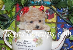 maltipoo micro