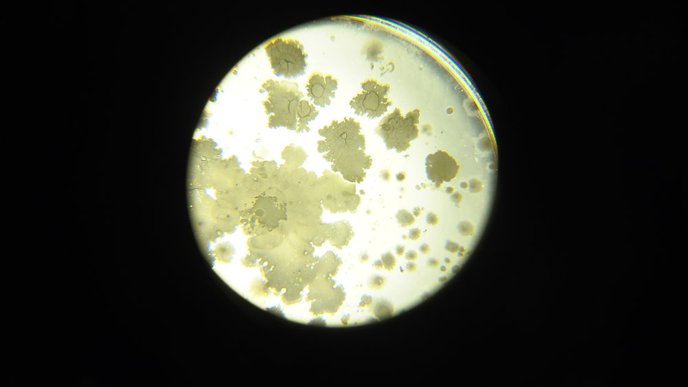 Presente Continuo 2025: Exhibicion Final