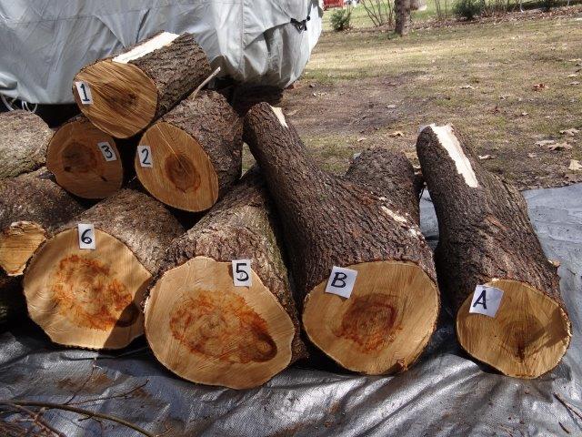 A Load of Box Elder Logs