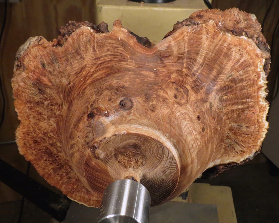 Amazing Burly Sugar Maple Log