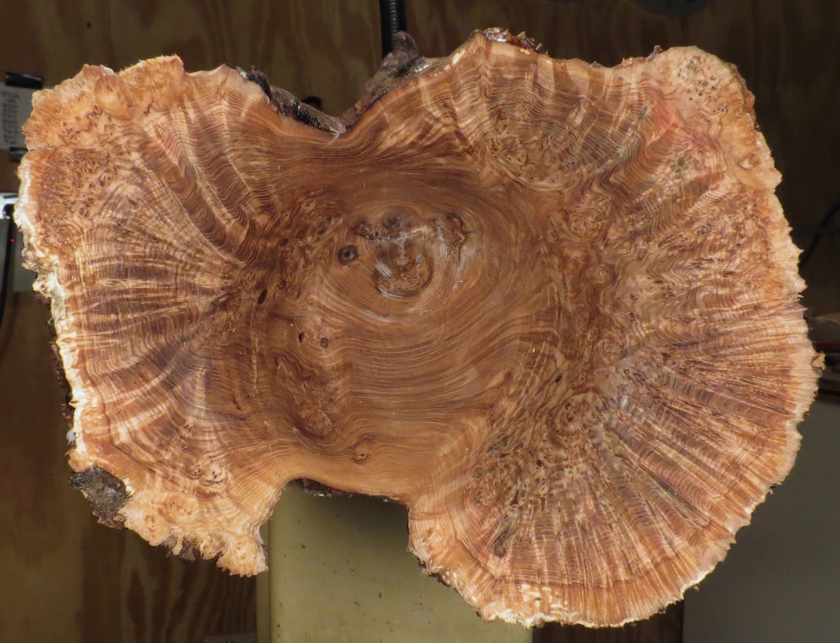 Amazing Burly Sugar Maple Log