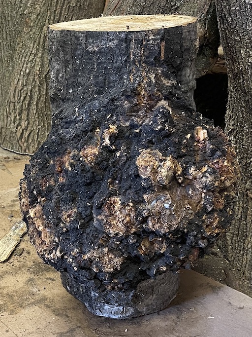 Turning an Aspen Burl