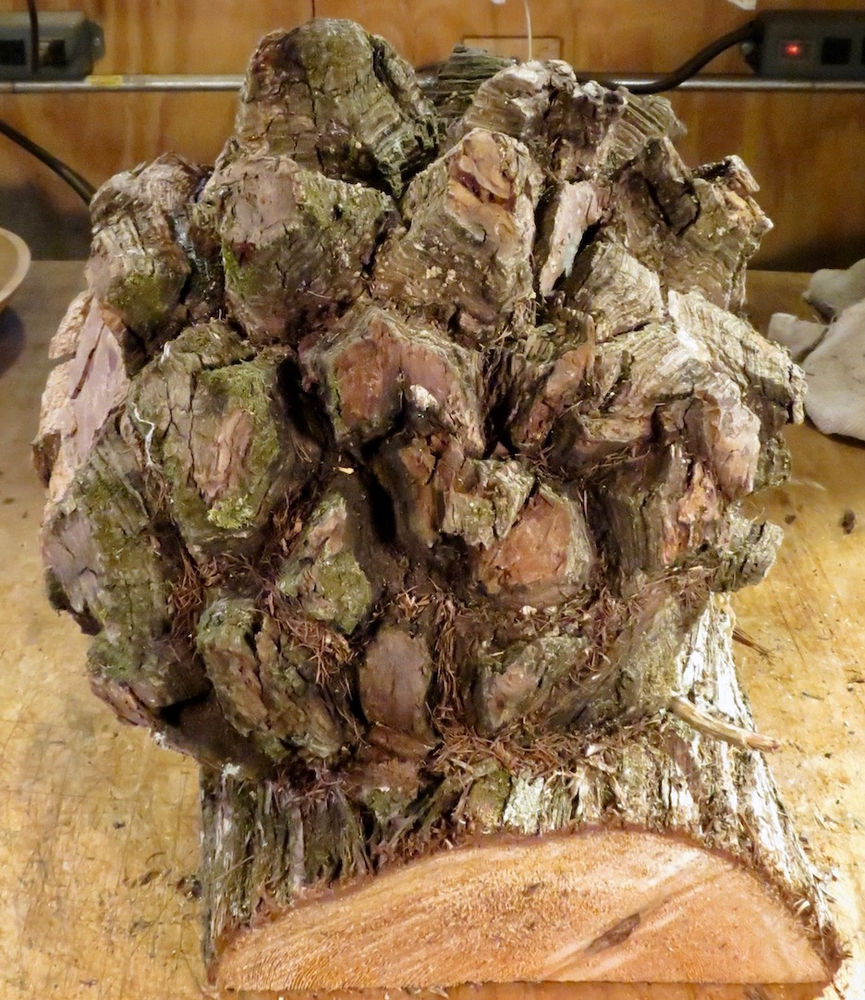 Turning a Large Amazing White Cedar Burl