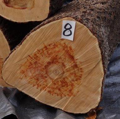 A Load of Box Elder Logs