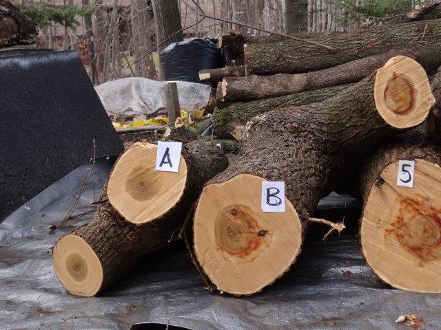 A Load of Box Elder Logs