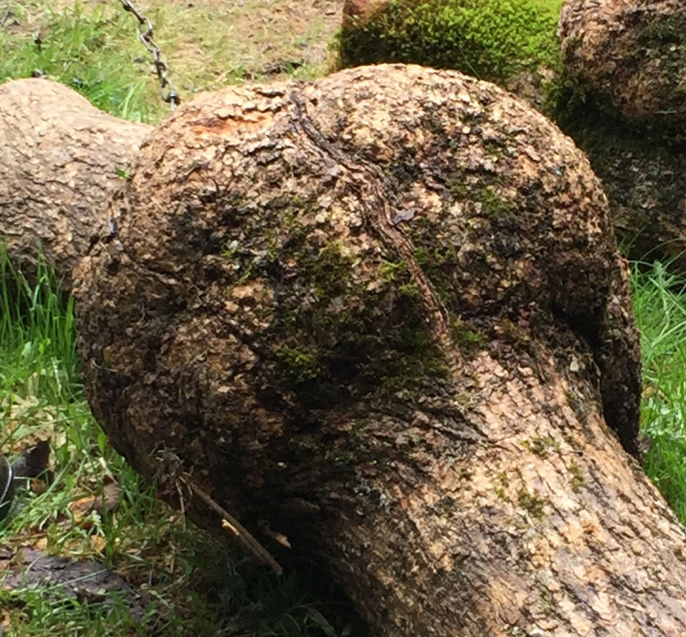Turning a Large Black Ash Burl