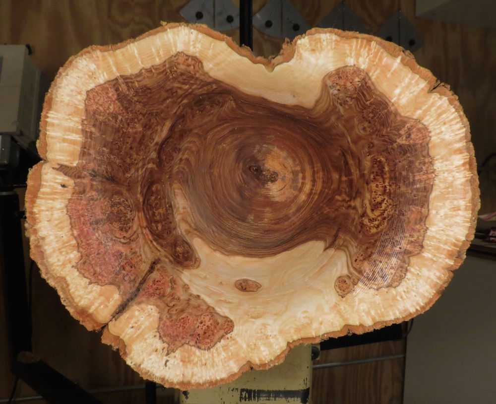 Another Black Ash Burl Turned