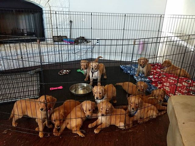 Pictures of 7-L Farm's Dogs and Puppies