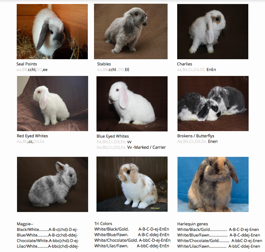 Colour Map | rabbit-gentics