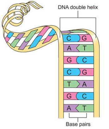 Chromosomes | rabbit-gentics