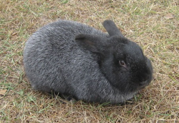 Locus SI - Sliver | rabbit-gentics