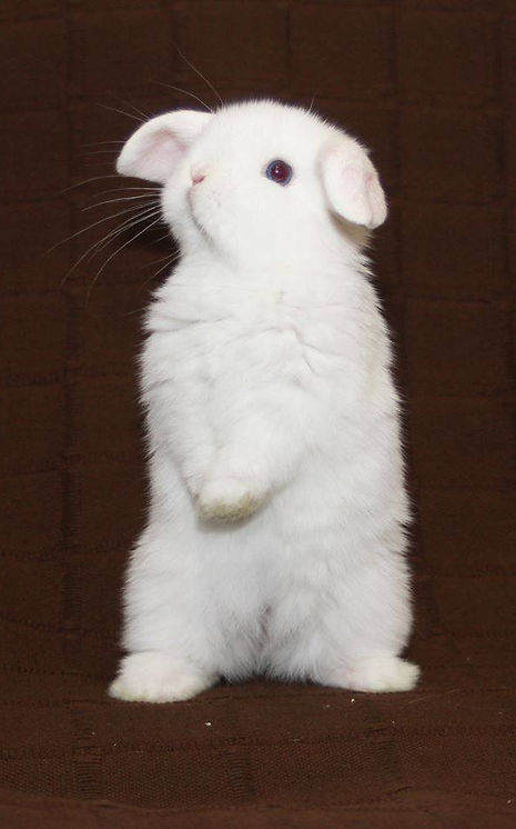 Advanced Rabbit Gentics