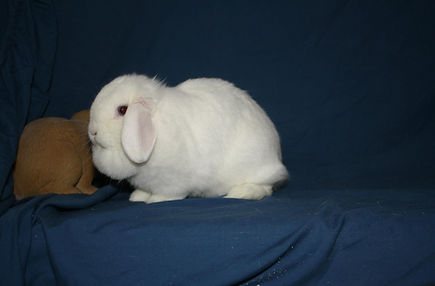 Locus V -BEW | rabbit-gentics