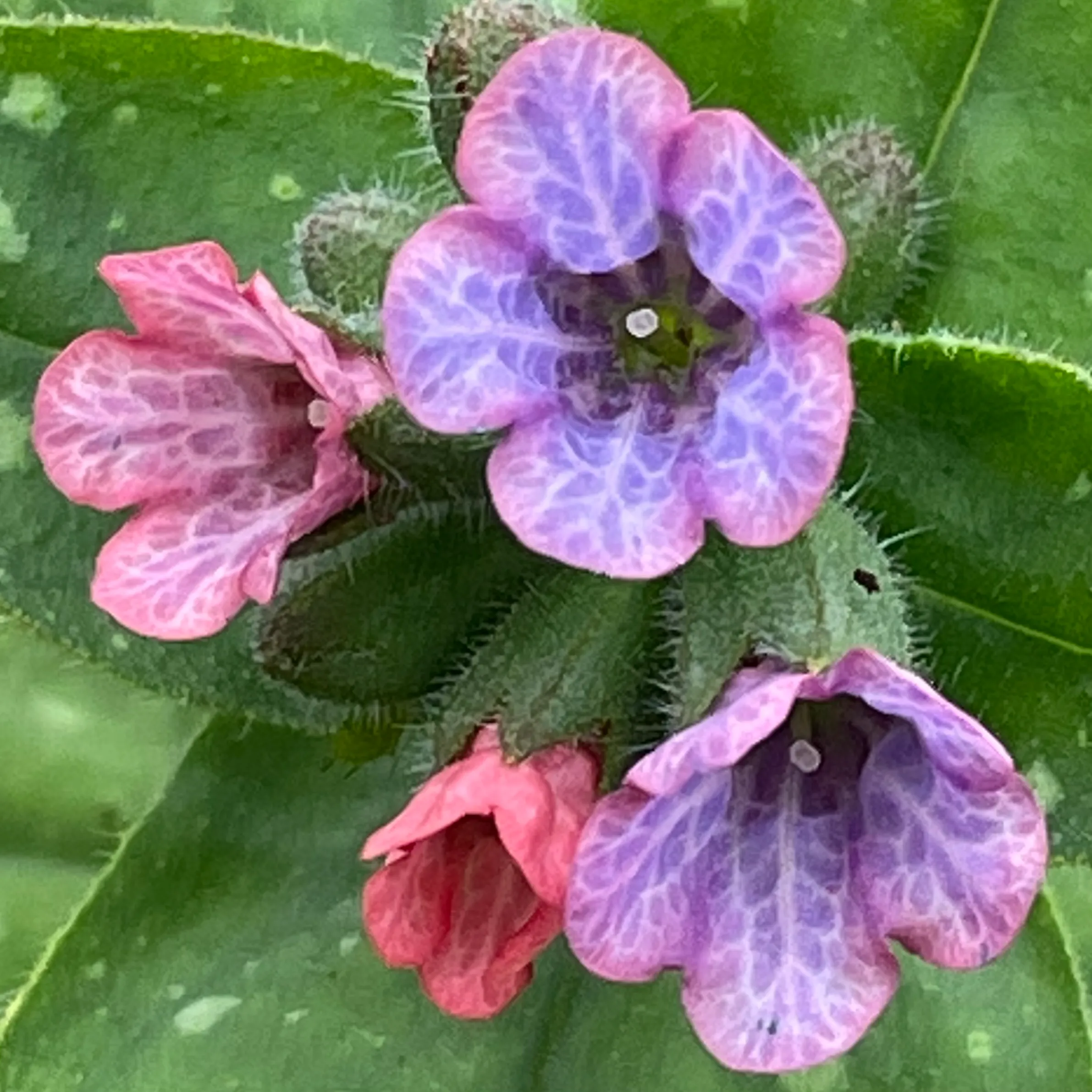Unveiling the Enchanting World of Pulmonaria: A Comprehensive Guide